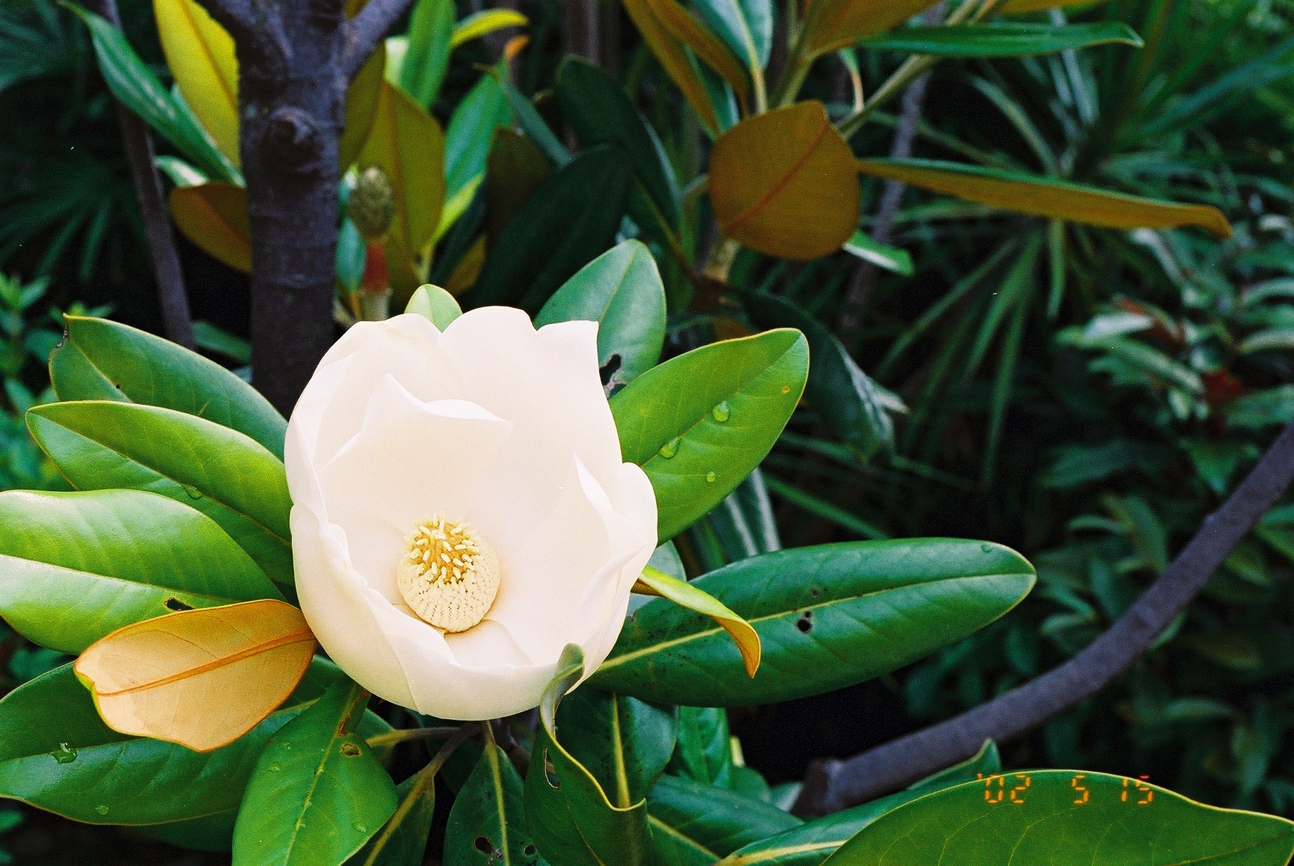 Magnolia grandiflora | Macau Biodiversity
