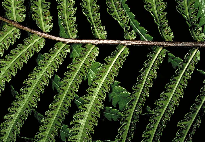 Cyclosorus interruptus