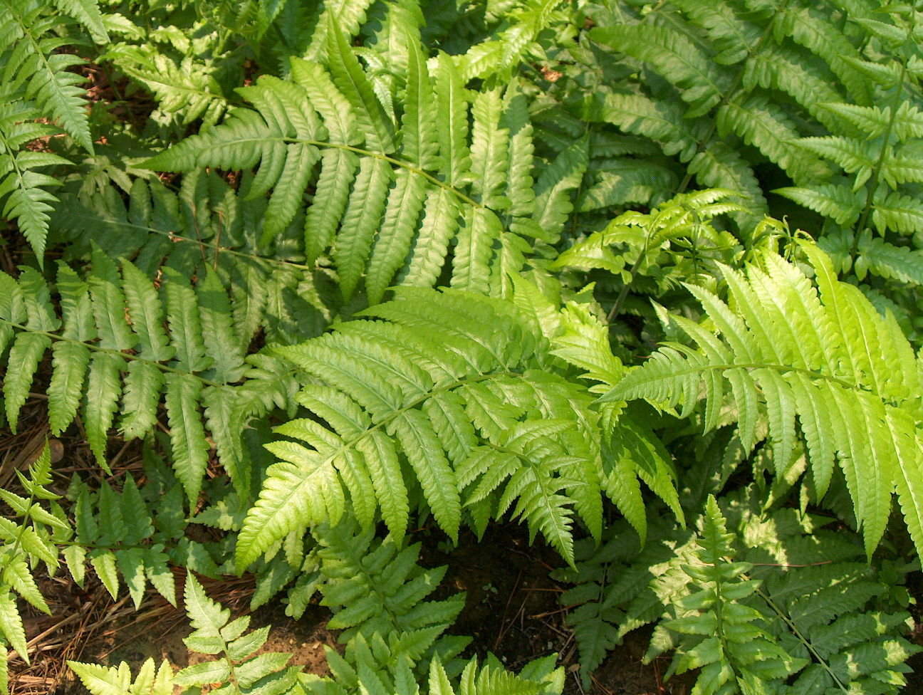 Callipteris esculenta