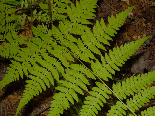 Macrothelypteris torresiana