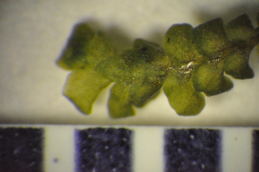 Archilejeunea planiuscula