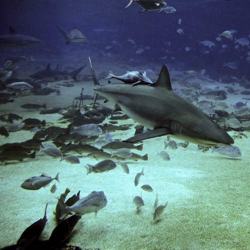 Carcharhinus obscurus | Macau Biodiversity